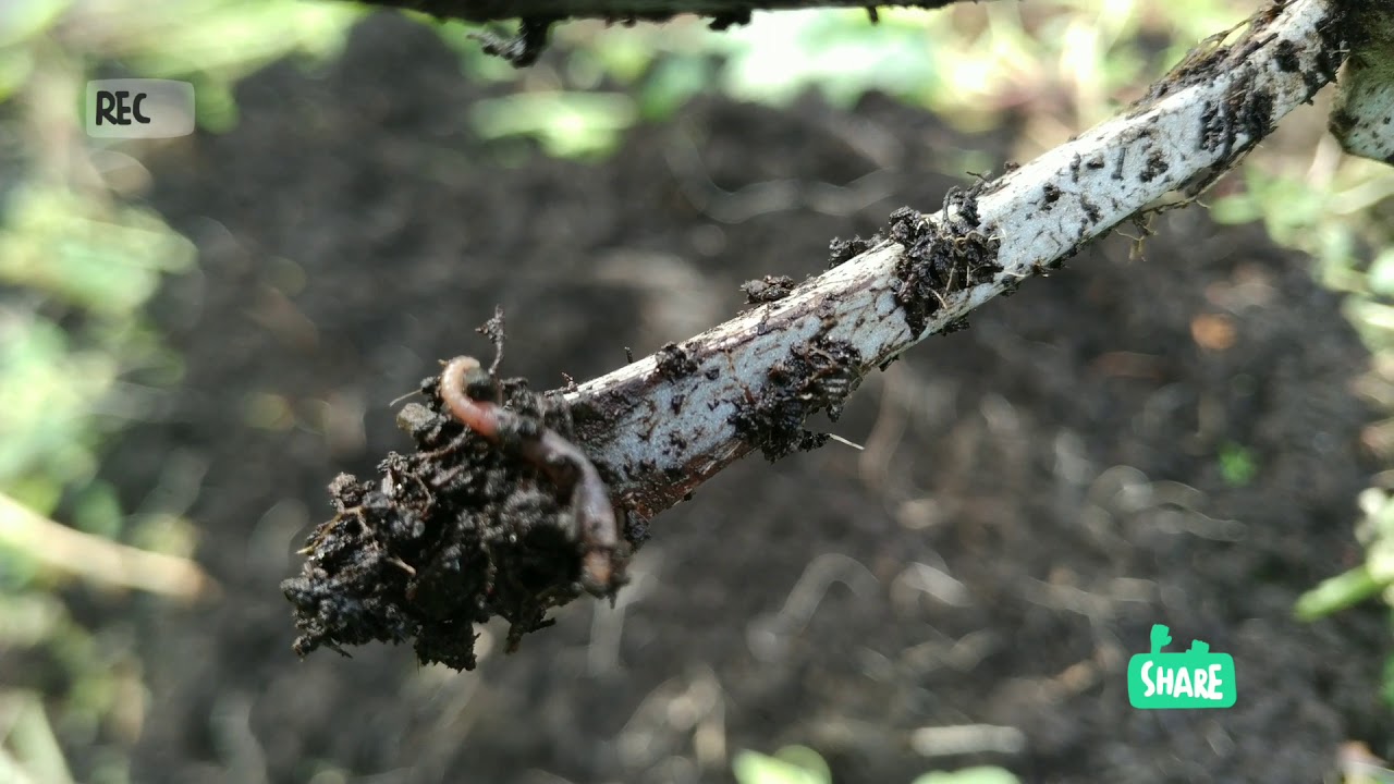 POTAGER: LES VERS DANS LES POTS? POSSIBLE! - YouTube