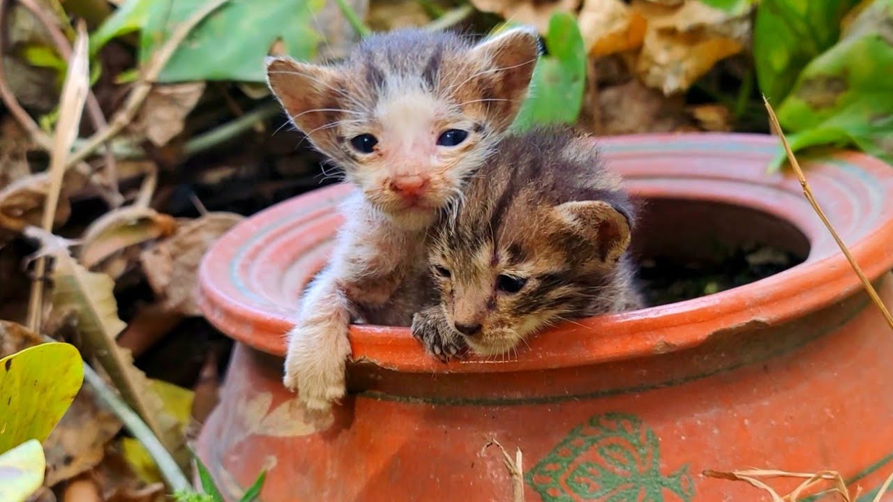 Stray Kittens Seeking Their Mother's Care and Comfort - YouTube