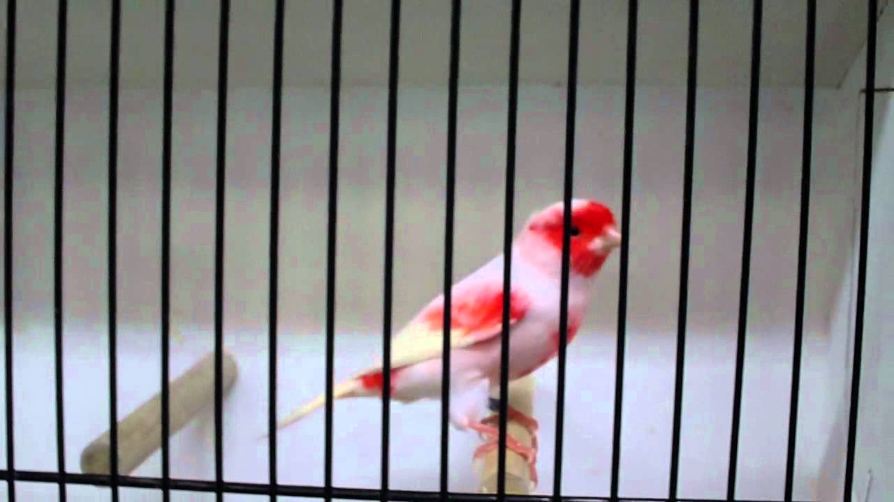 MALE IND F LEMOINE MALINES008 - YouTube