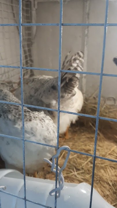 Молодняк петушки молодняк Chick Chicken июль Youtube