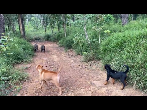 Rottweiler puppy and Bandog vs wild boar 🐗