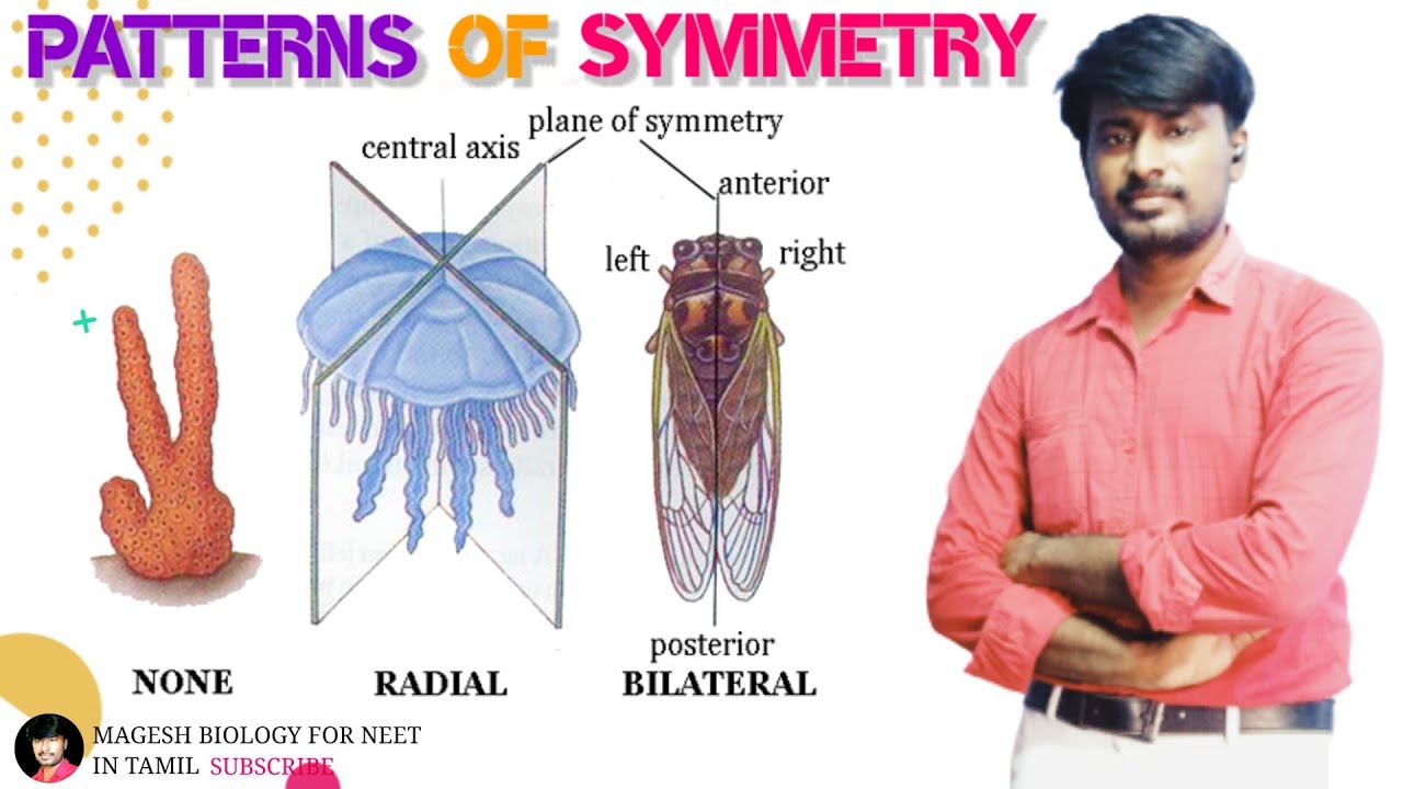Chapter-2 Kingdom Animalia | Patterns of symmetry | Class 11 | Neet ...
