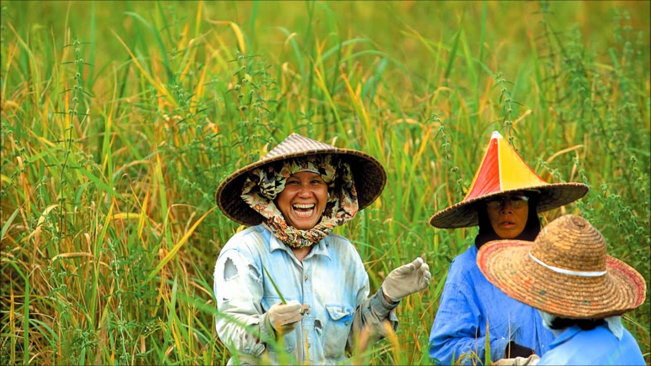 Eat more Rice! - A Relaxing Journey to the Paddy Fields - YouTube