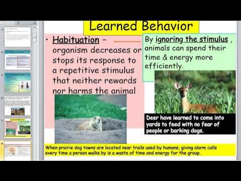 Ethology. Practical 3. Characteristics of different types of animal ...