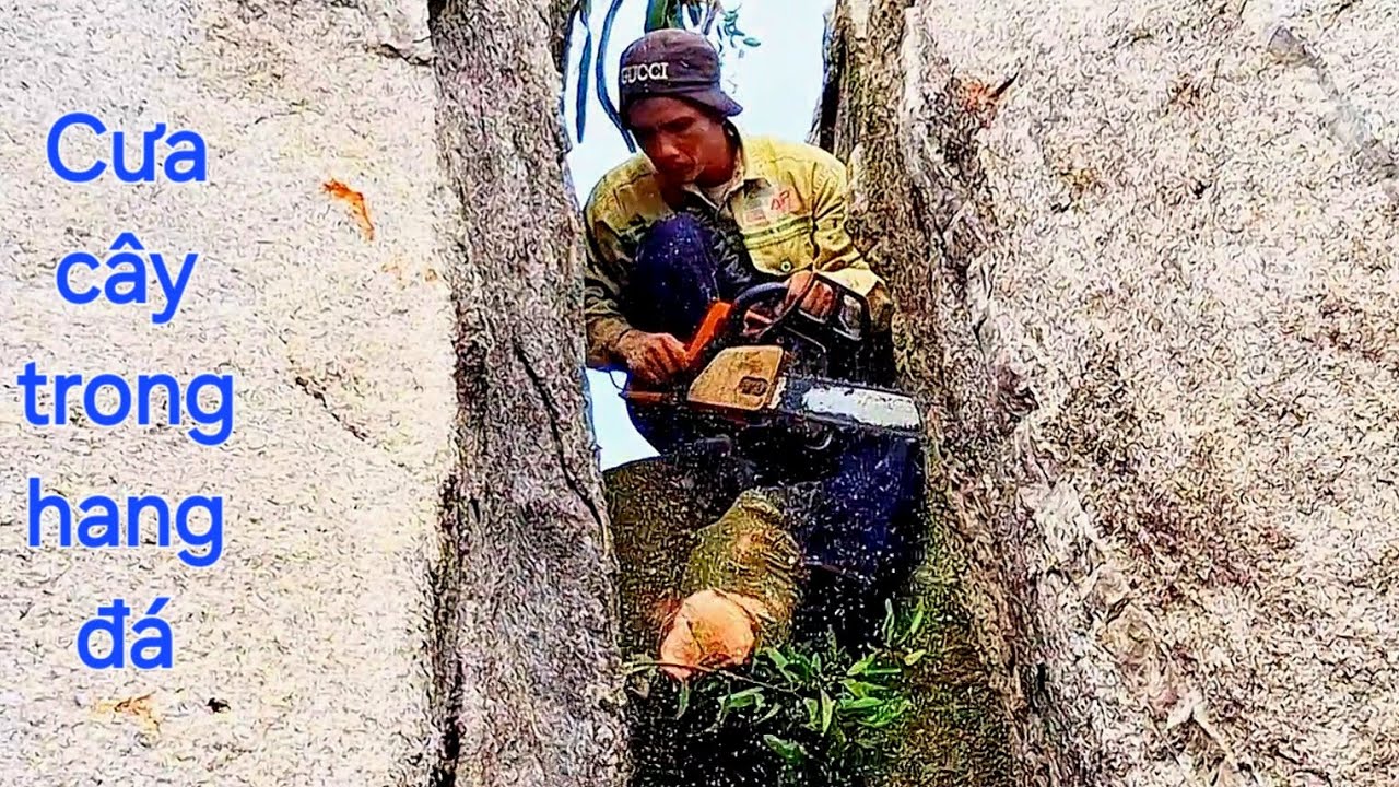 Chui vào khe đá cưa cây độc lạ có 102 /Crawl into the rock crevice to ...