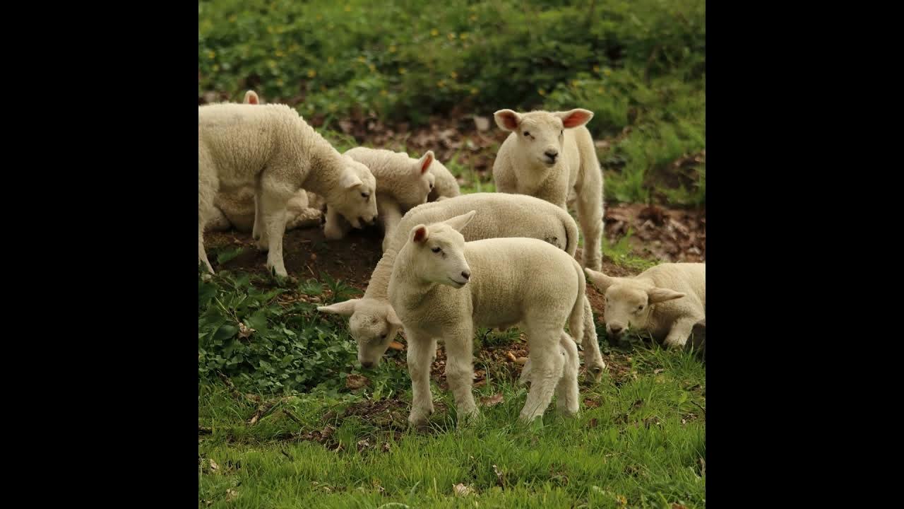 2023-11-26 Sorting It Out - YouTube