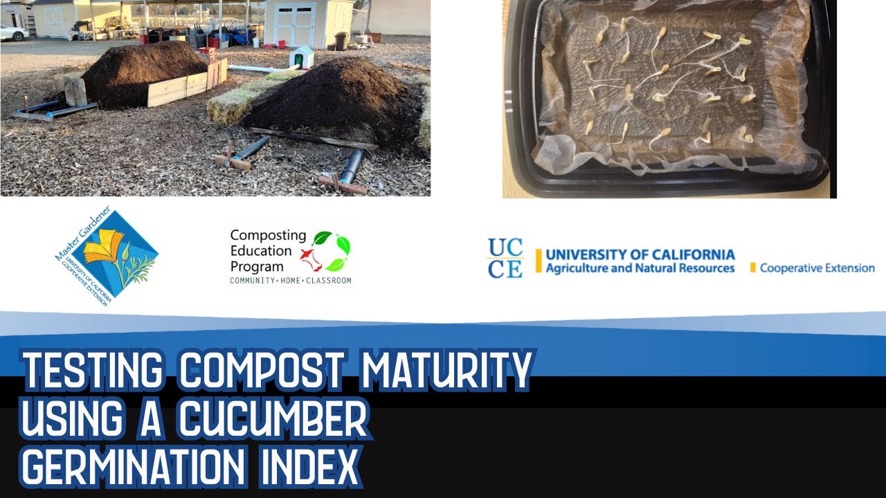 Testing Compost Maturity Using a Cucumber Germination Index - YouTube
