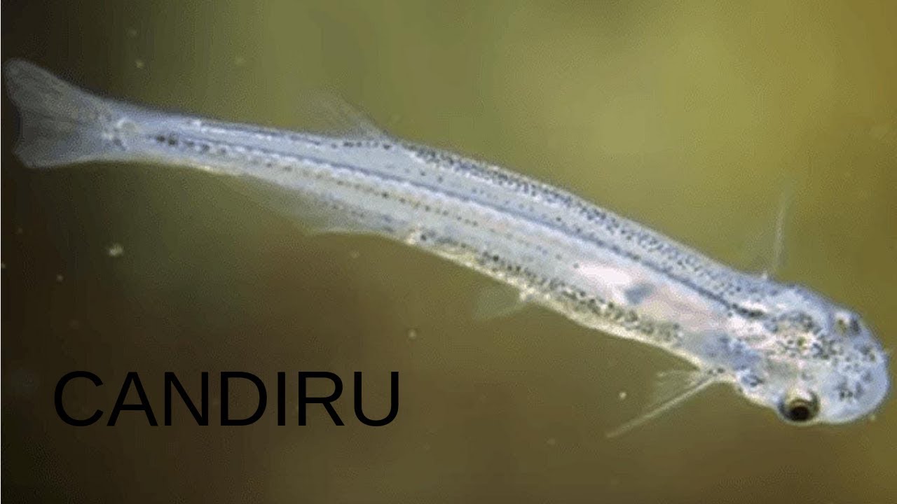 Candiru| A variety fish| #deepvarieties - YouTube