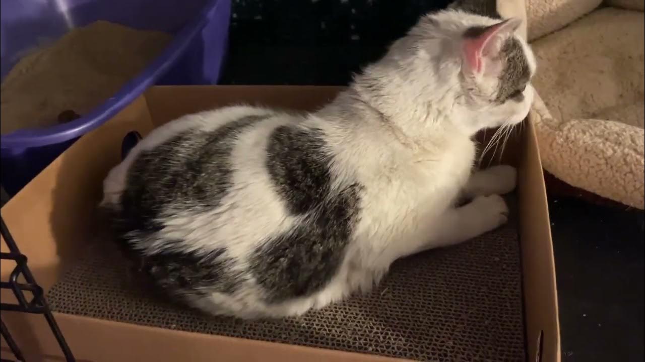 Sprinkles the cat enjoying the catnip box - YouTube
