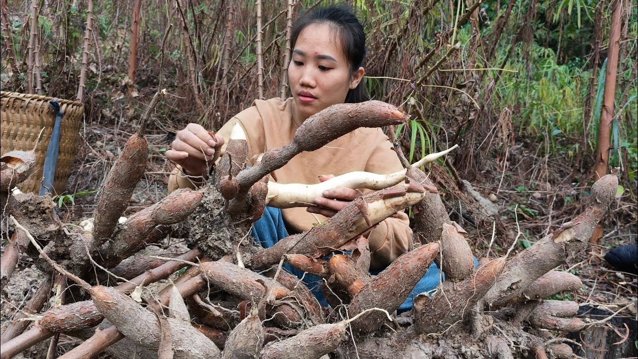 Harvesting cassava for sale - boiled cassava - taking care of vegetable ...