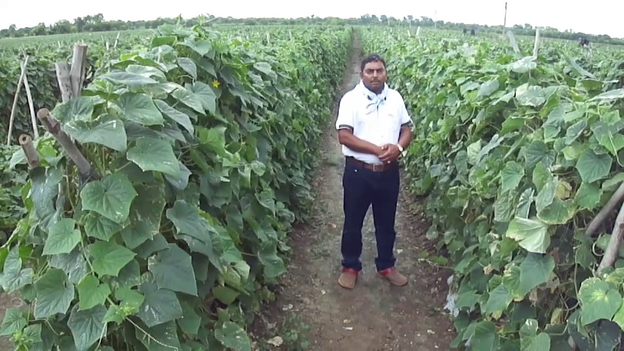 AKF Farm Khapari , Durg,Chhattisgarh - YouTube