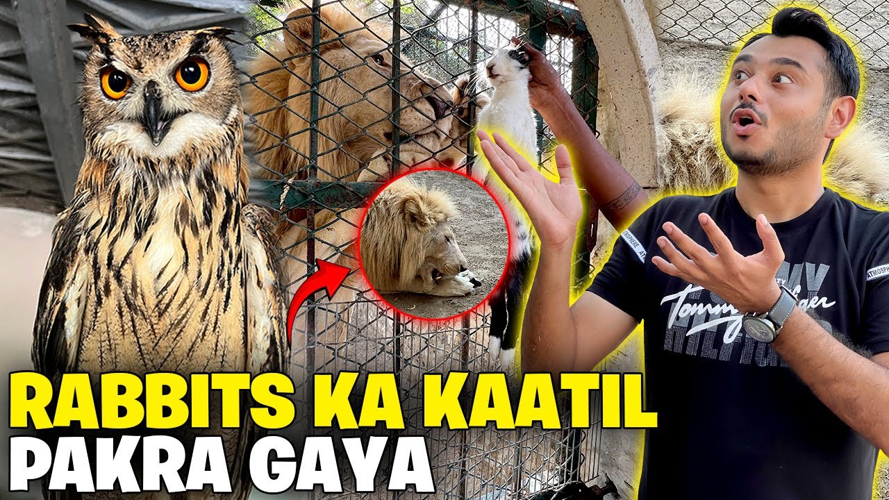 OWL AGAYA rabbit mar dye zoo k😭khatarnaak ullu Harry Potter wala - YouTube