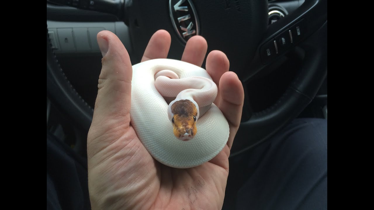 2015 UNBOXING My Spider Pied Ball Python in My Car! What a Cool Snake! - YouTube