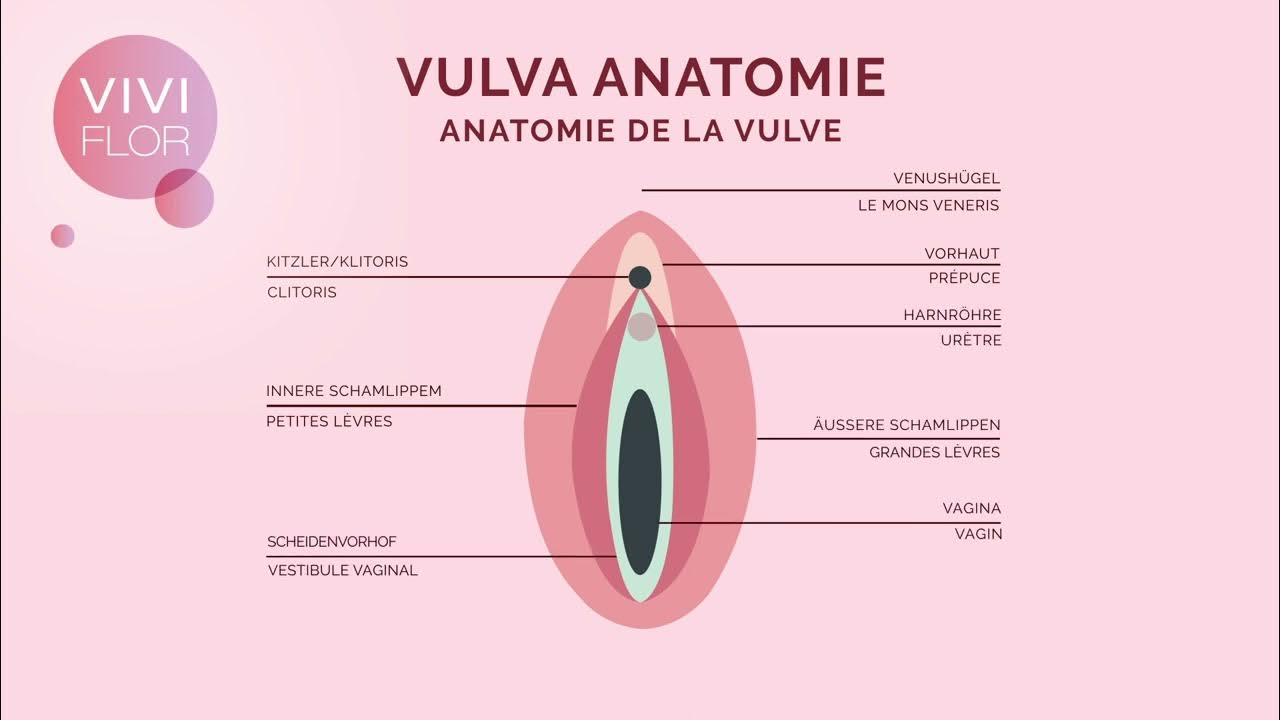 Vagina ≠ Vulva! Die Anatomie des weiblichen Geschlechts VIVIBES klärt auf. - YouTube