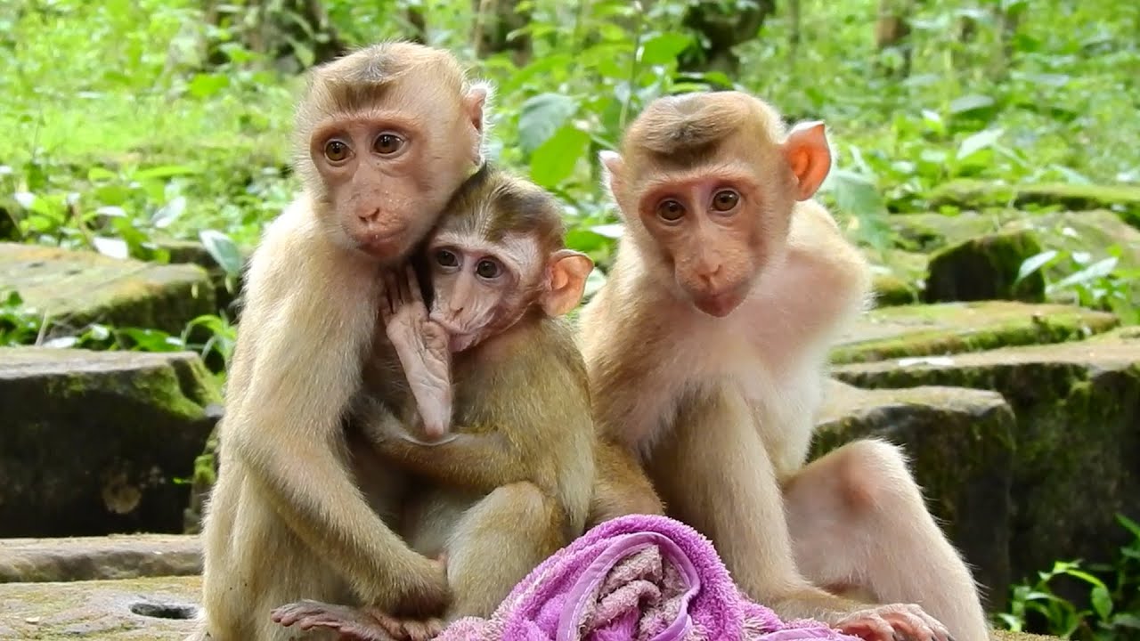 Baby monkey Candy consider s towel as best friend and monkey Lisa and ...