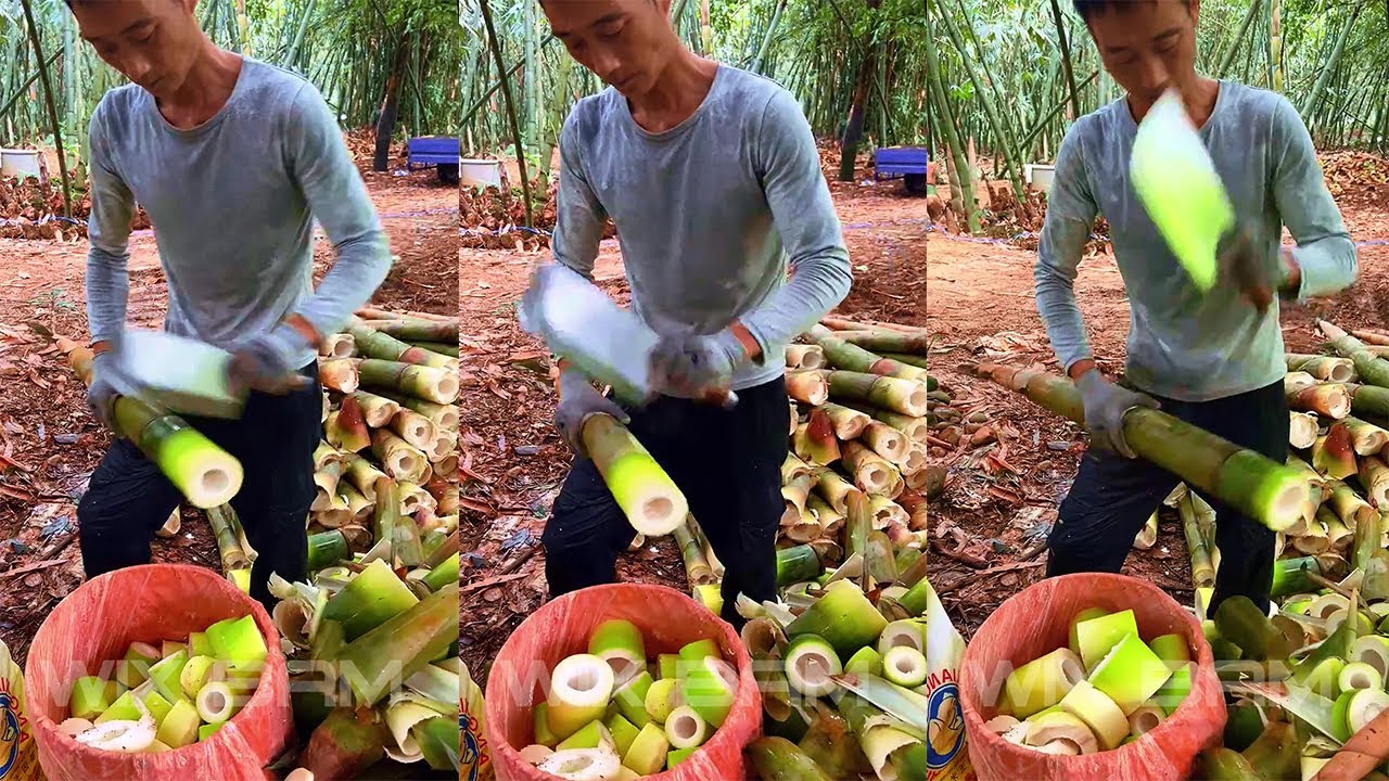How To Cutting Bamboo Shoot Professional P179 - YouTube