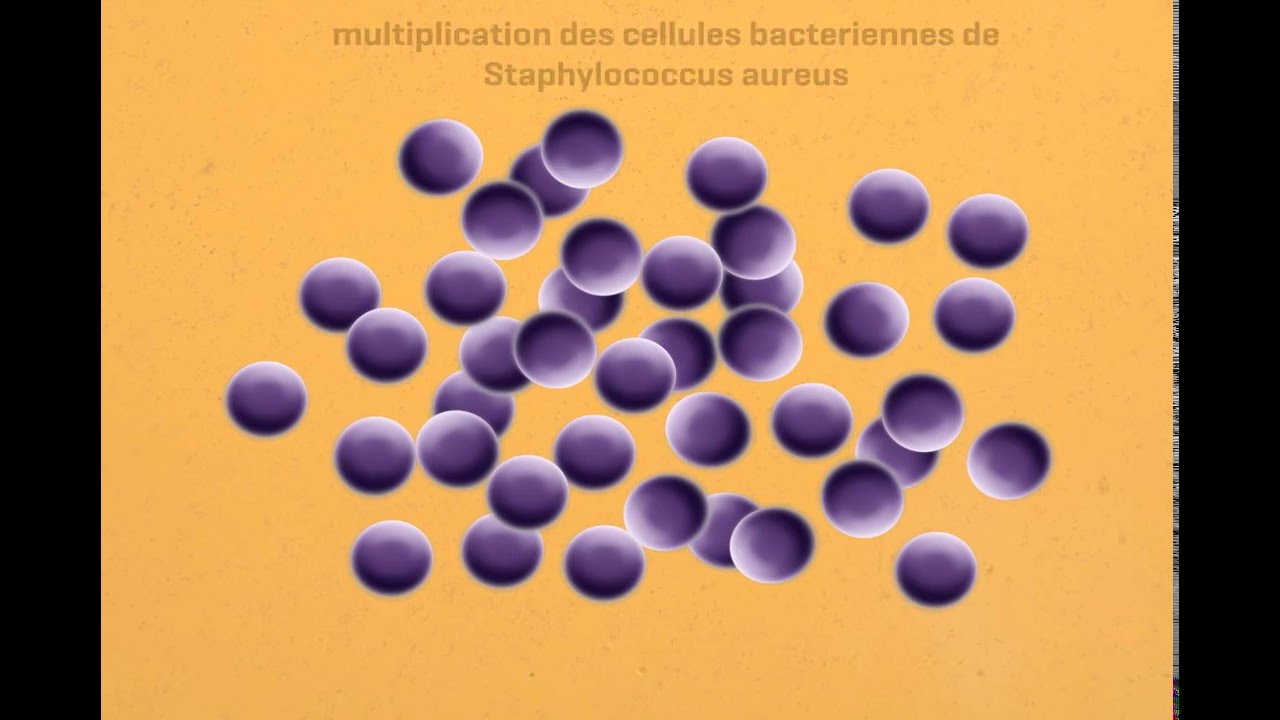 Staphylococcus Aureus Virulence Factors - facteurs de virulence - part ...