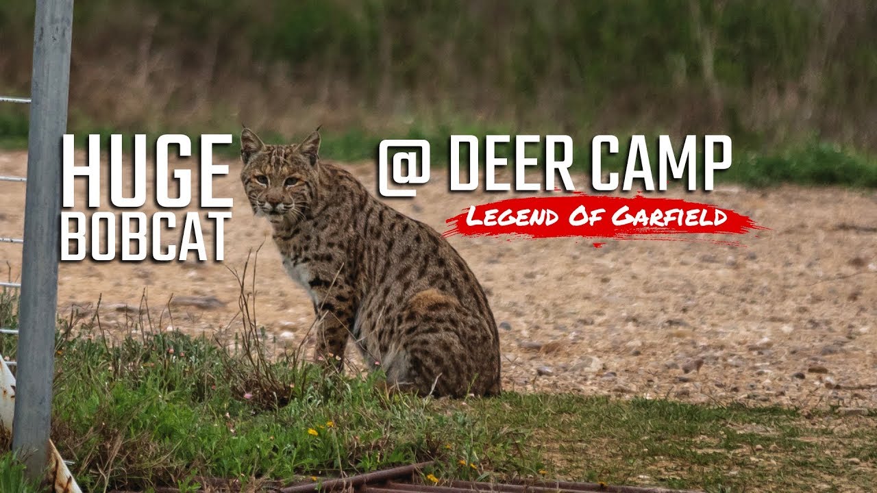 Huge Bobcat Invades Deer Camp - Legend Of Garfield - YouTube