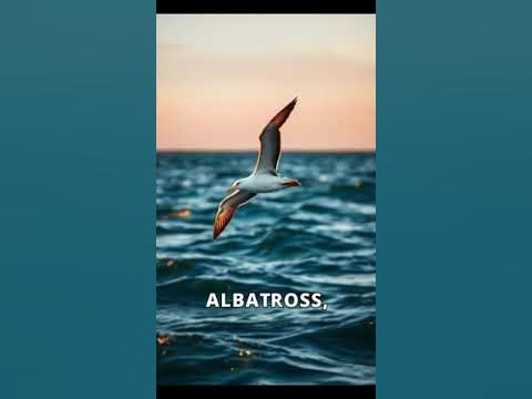 The Science of Bird Flight #birds #bird #albatross #seagull #flight # ...