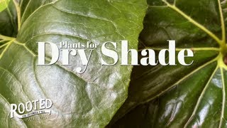 Dry Shade? No problem! Today we discuss some of the best plant selections for a tricky spot.