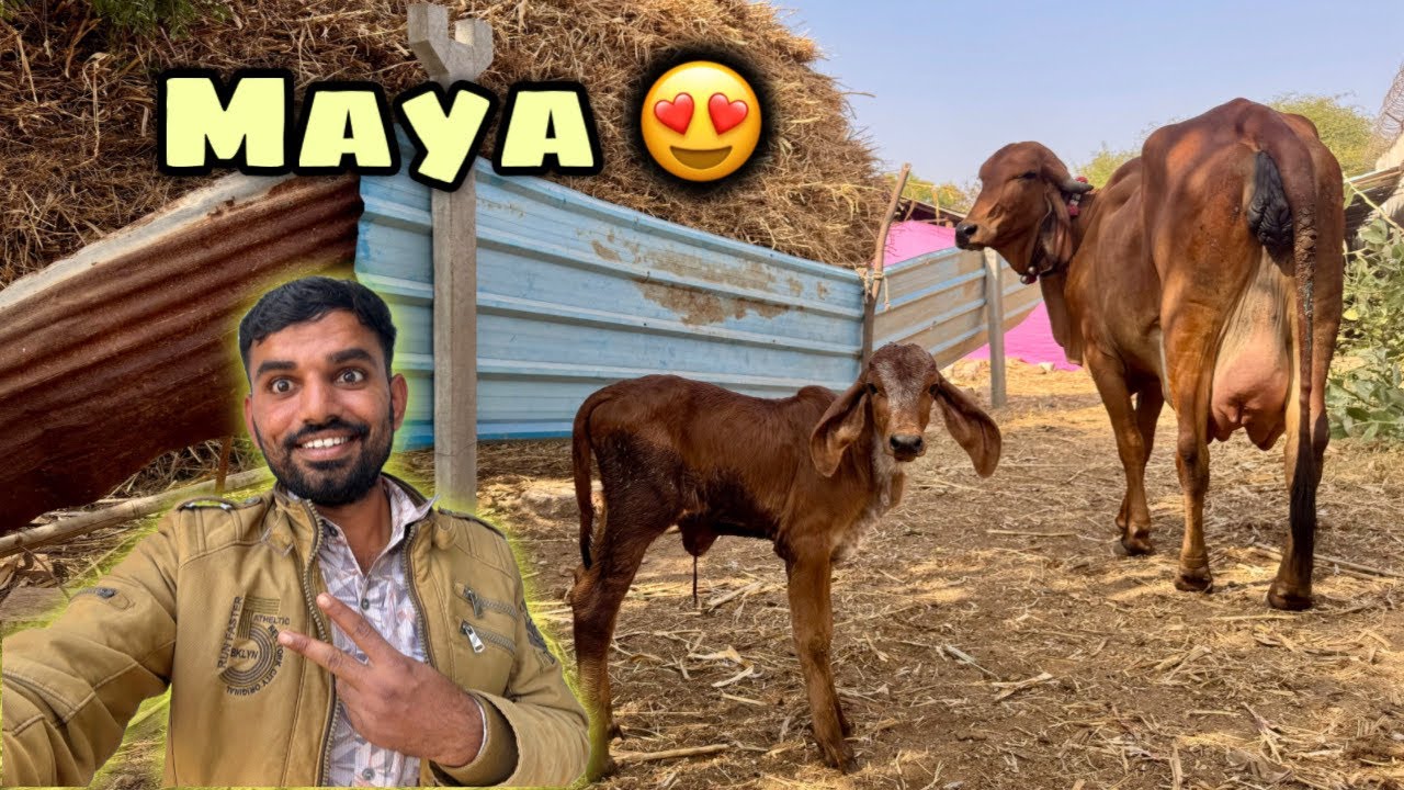 Finally “MAYA” વિયાણી🥰। સરત જીતી ગયા 🤑 - YouTube