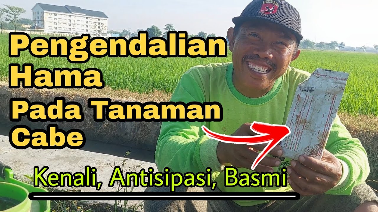 BUDIDAYA CABE - PENGENDALIAN HAMA PADA TANAMAN CABE MERAH BESAR - YouTube