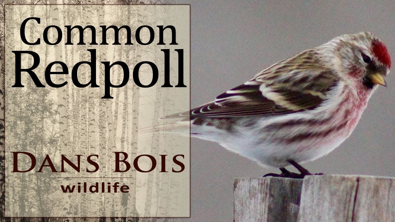 Common Redpoll - Birds of Manitoba - YouTube