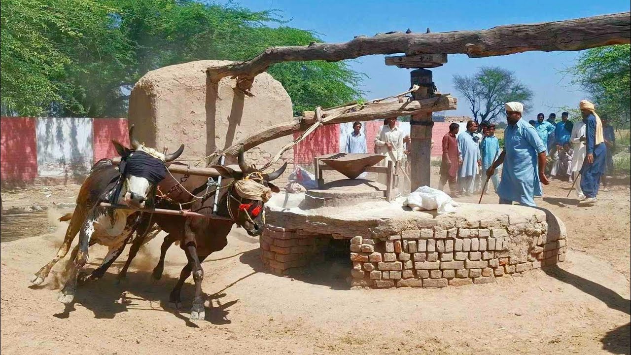 Khrass atta chakki | Bull operated flour mill | Bull powered mill ...