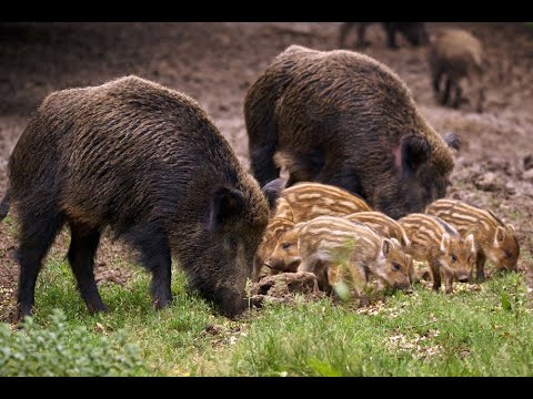 Trapping Wild Ferrel Pigs Off our Farm VLog - YouTube