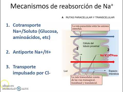 FISIOLOGÍA - 10 - TÚBULO PROXIMAL PARTE 1 - YouTube