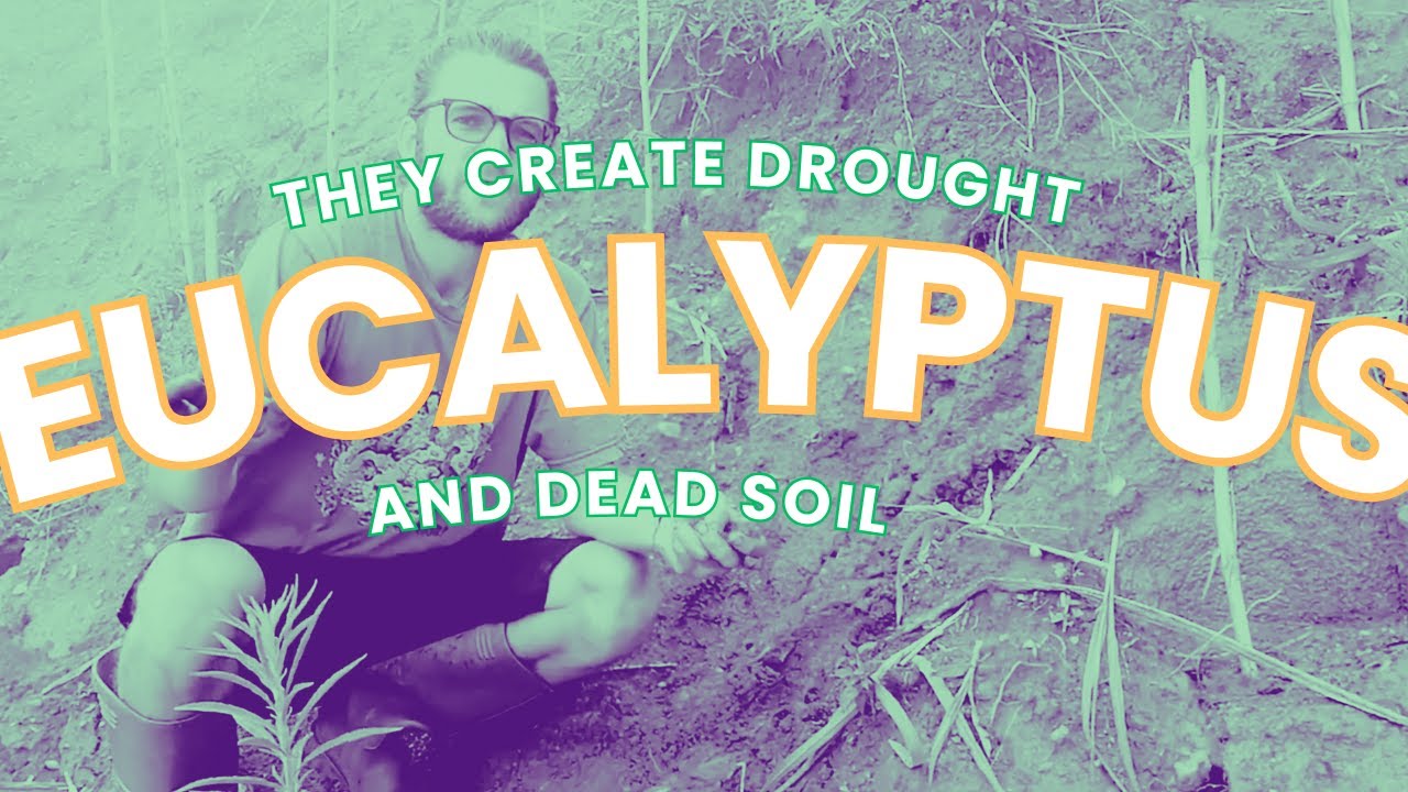 Truth about the Nature of Deforestation in Uganda - #Regreening Africa ...