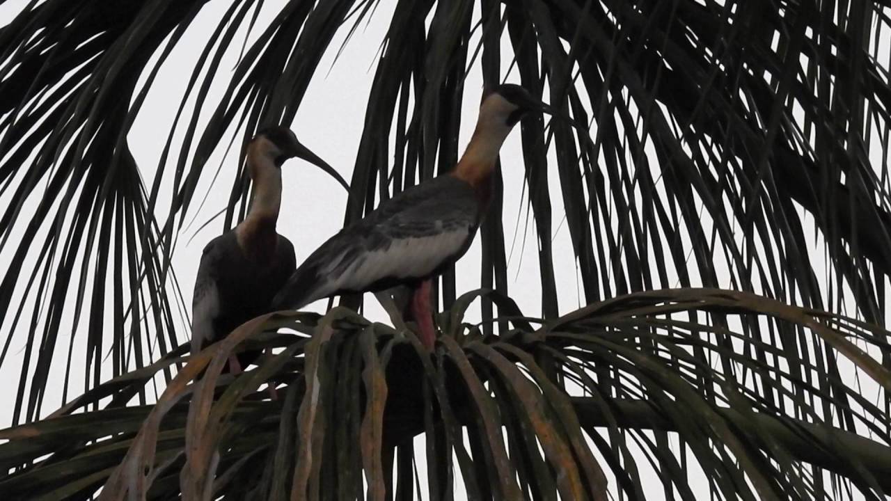 O CANTO da CURICACA (THERISTICUS CAUDATUS), BUFF-NECKED IBIS ...