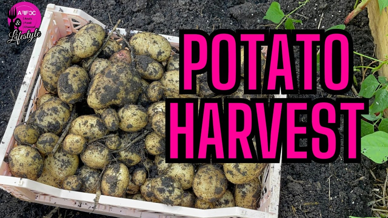 Harvesting Potatoes for Winter storage | Uk Prepper - YouTube