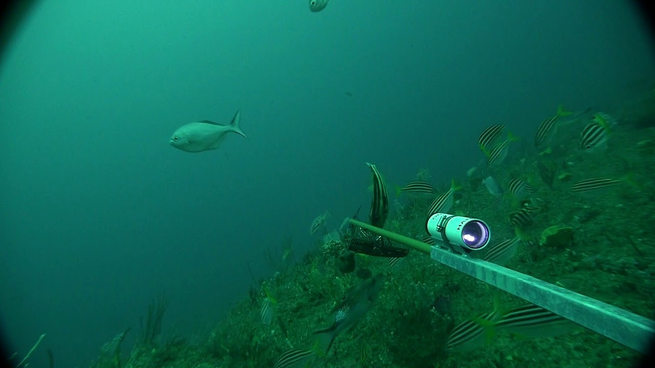 Samson fish on deep patch reef filmed with remote video (SE Australia ...