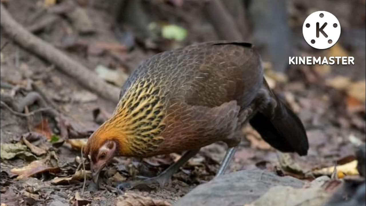 suab poj qaib seev zoo :18/9/2022 - YouTube