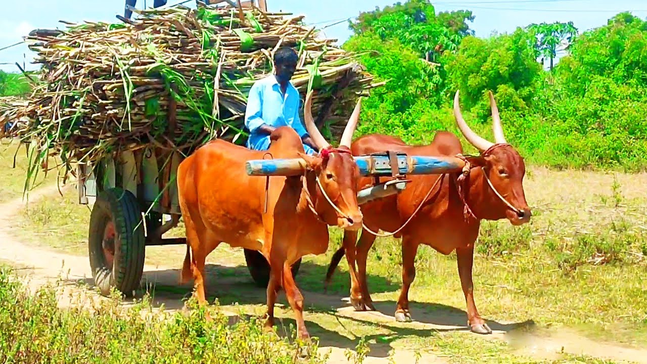 bullock heavy load ride | bullock cart ride bullock cart race | bullock ...