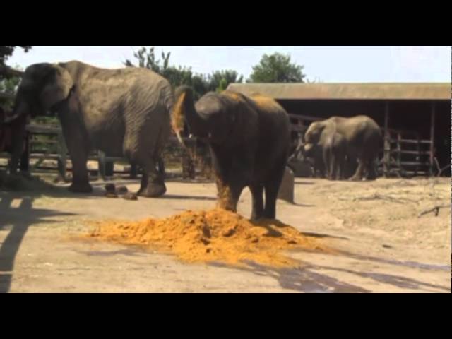 The Croods Swamp Tree Elephant