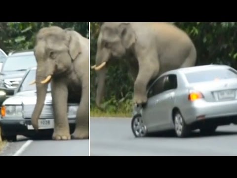 Elefant demoliert Auto in Thailand