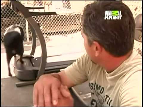 Cesar Millan Rottweiler VIOLENTO Rehabilitado www videoripper me - YouTube