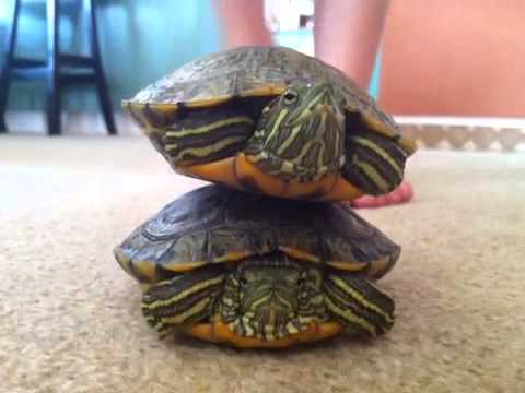 Turtle shake - YouTube