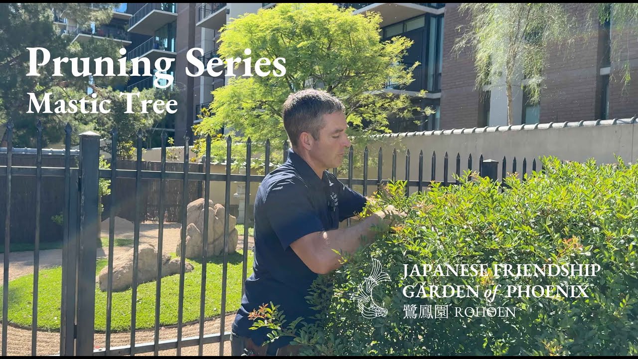 Pruning Series - Mastic Tree - - YouTube