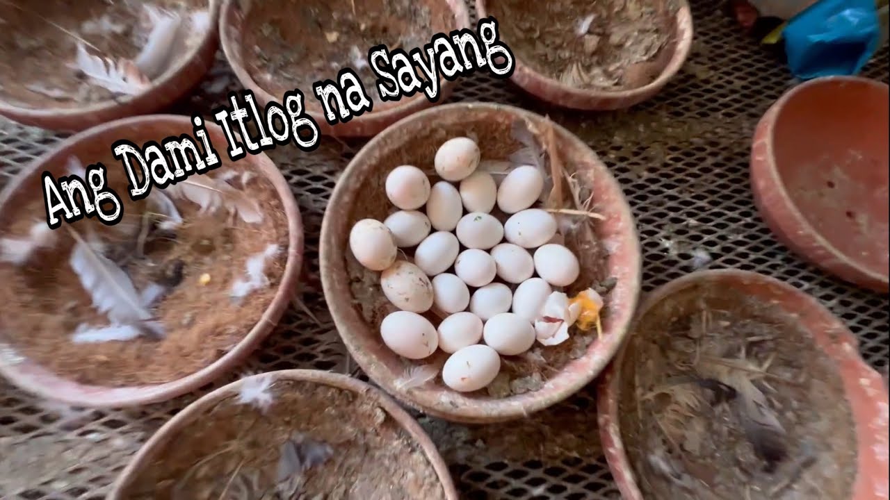 Inawat na natin ang mga Breeder's ang Dami Itlog nasayang x unboxing sa ...