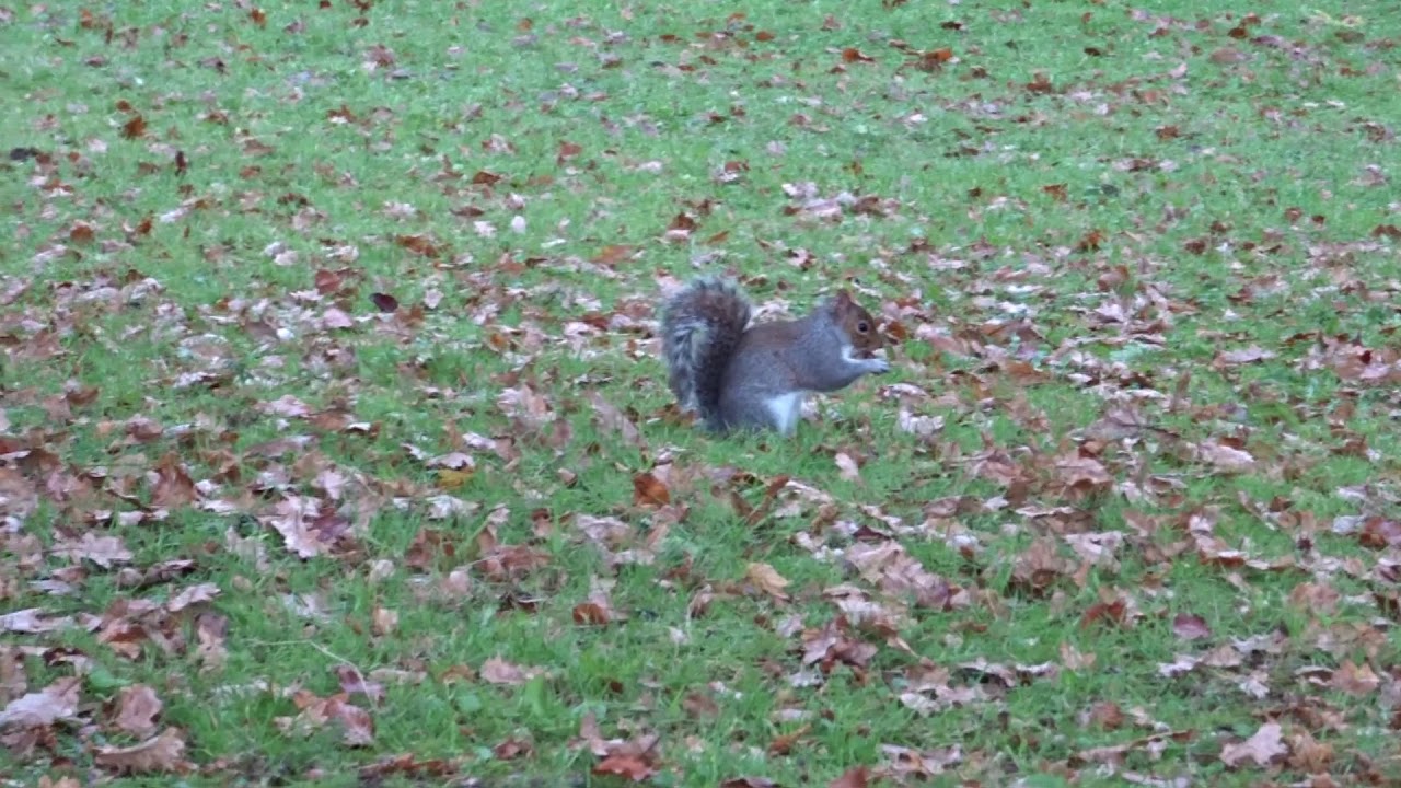 A scurry of squirrels - YouTube