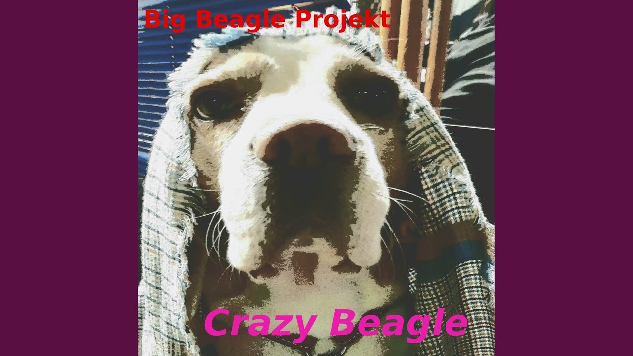 Crazy Beagle - YouTube