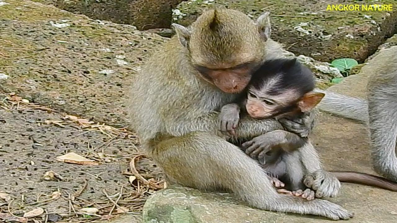 Jessie take care baby Daniela while mum abandoned Daniela, Monkey ...