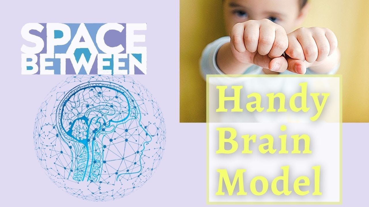 Handy Brain Model | Space Between - YouTube