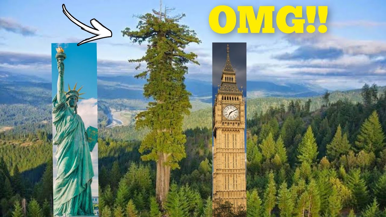A tree taller than, Statue of Liberty and Big Ben.. - YouTube