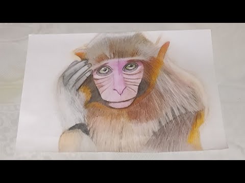 Rəsm - Meymun Necə Çəkilir - How to Draw Monkey