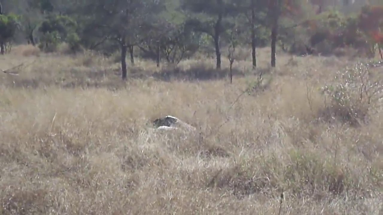 Leopard vs lion unbelievable fight as leopard stood against lion - YouTube