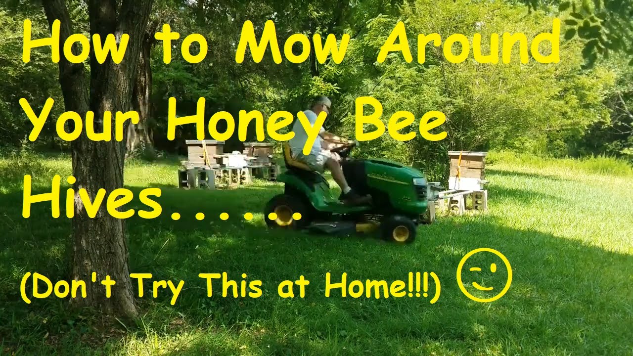 Random Silliness Revisit.....How To Mow Around Your Honey Bees Hives - Don't Try This At Home ...